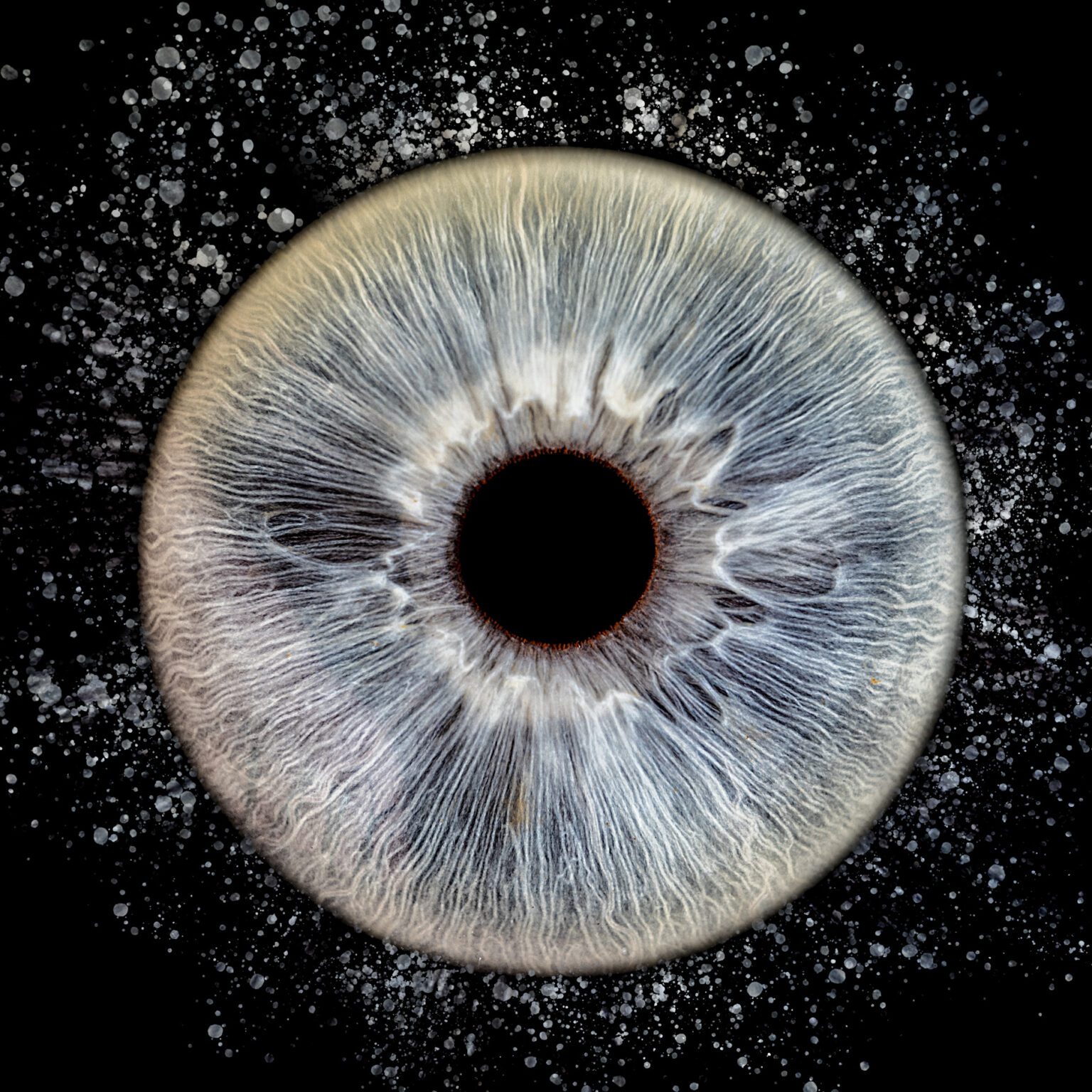 Photo d’iris : l’art dans vos yeux| Studio M